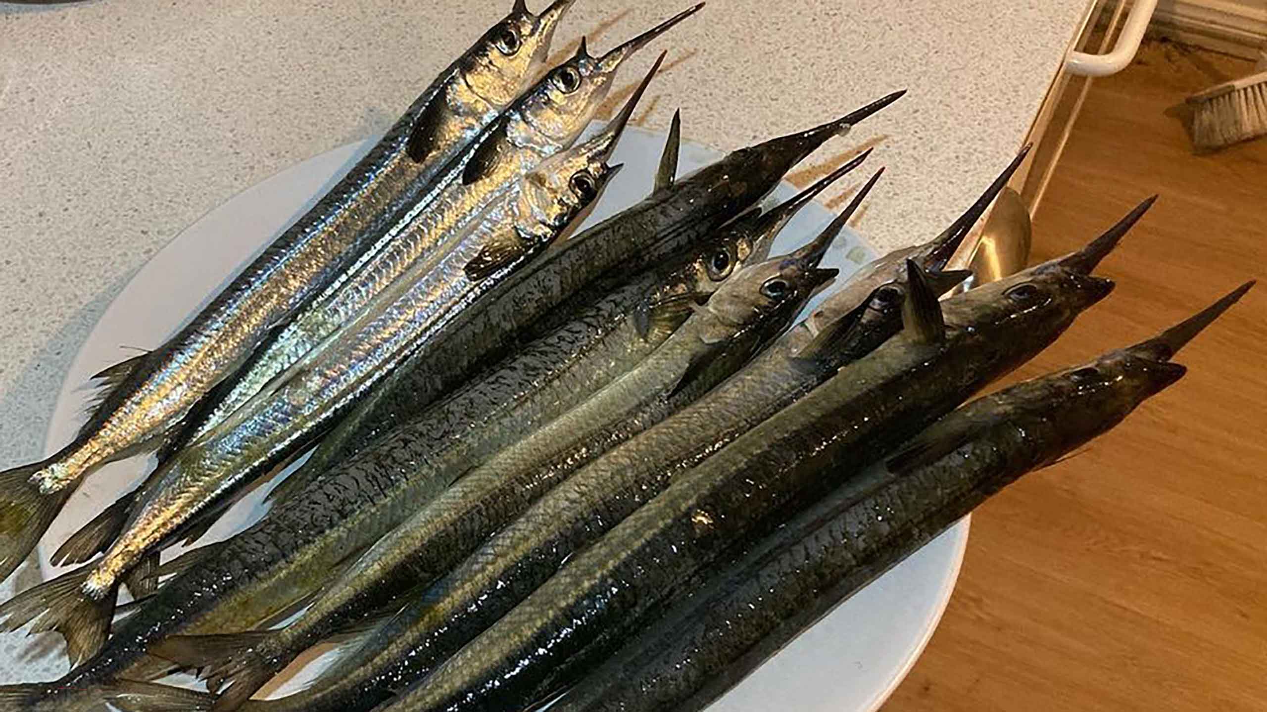 The Ultimate Garfish Guide | TOP OF THE YORKE