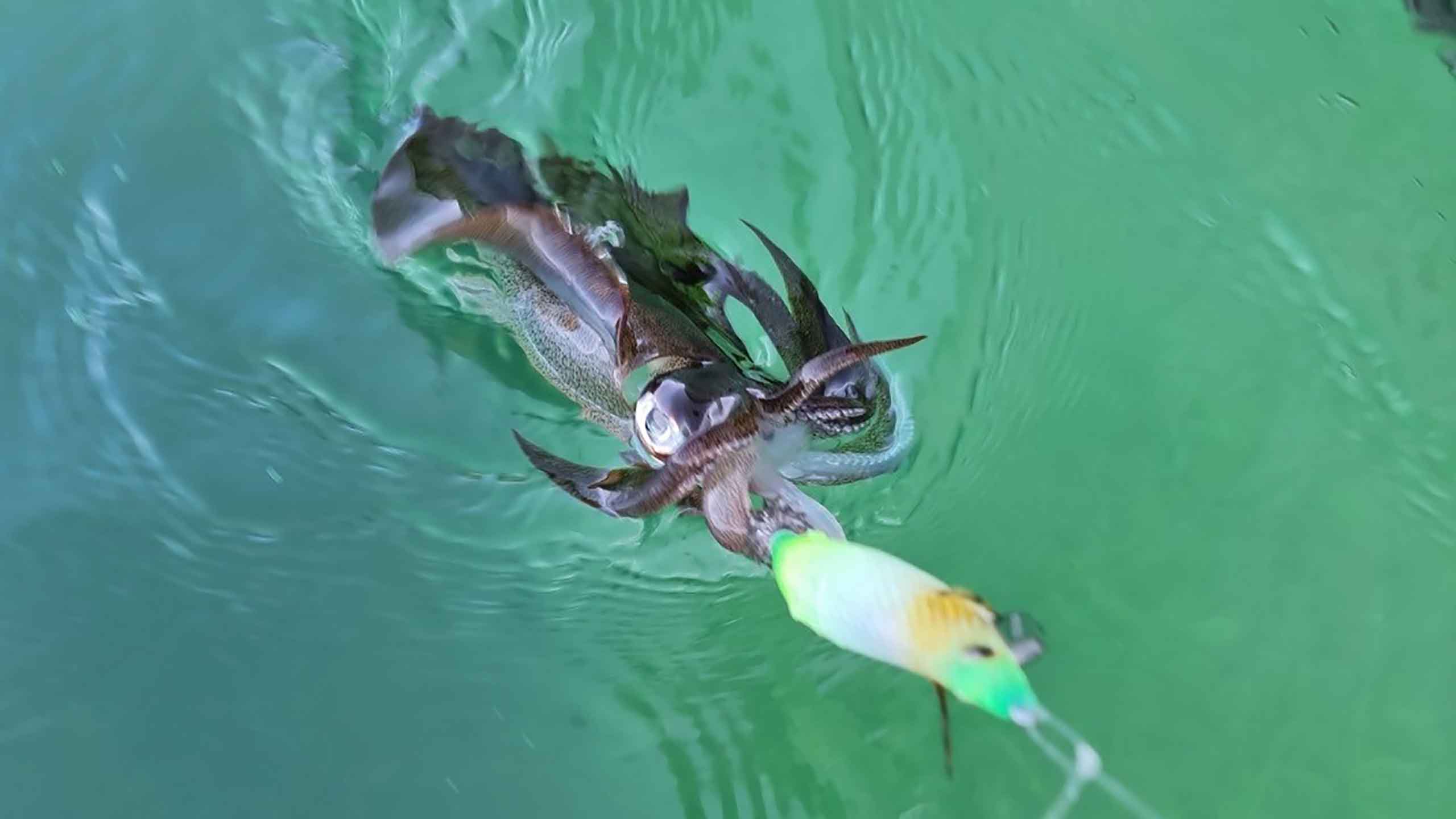 The Ultimate Squiding Guide | TOP OF THE YORKE